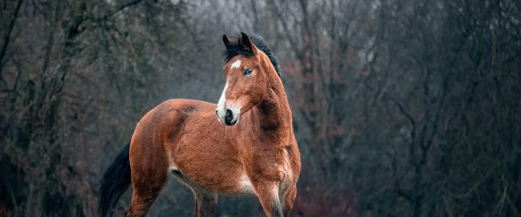 Equine | Spartan Animal Hospital