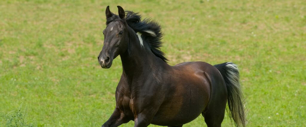 Equine | Spartan Animal Hospital